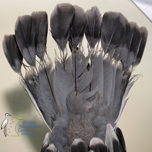 What to Do If You Find a Baby Bird on the Ground – Mother Earth News